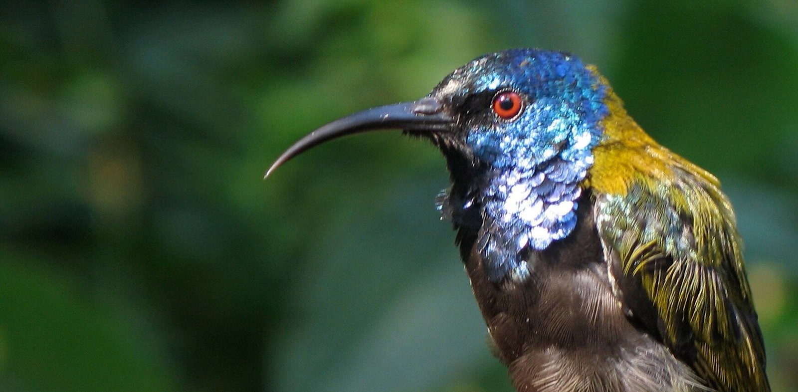 Scientists figure out why there are so many colorful birds in the ...