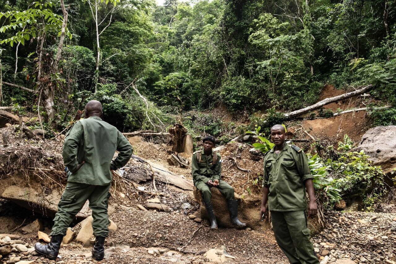 Sierra Leone rangers fight uphill battle against deforestation ...