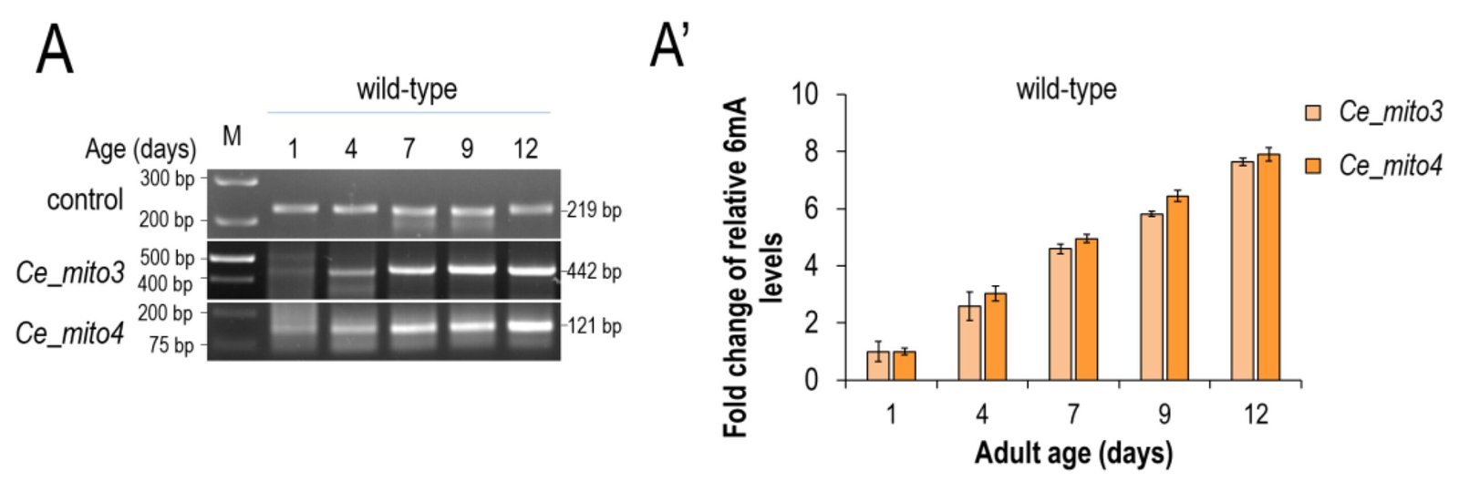 Discovery of a hidden epigenetic clock in mitochondria reveals a ...