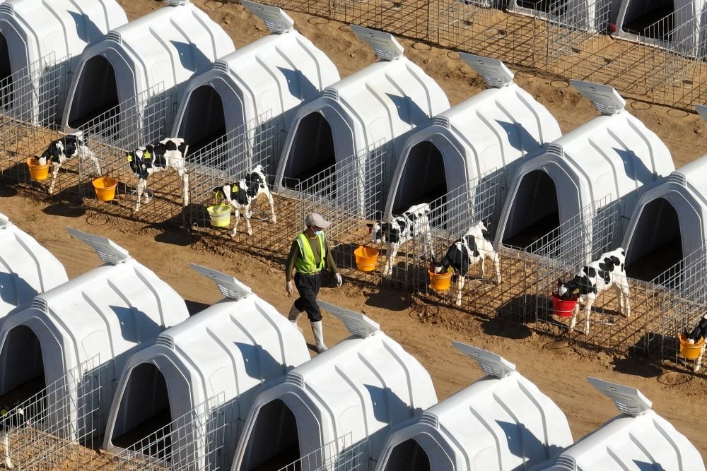 FAO report backs growth of livestock industry despite emissions ...