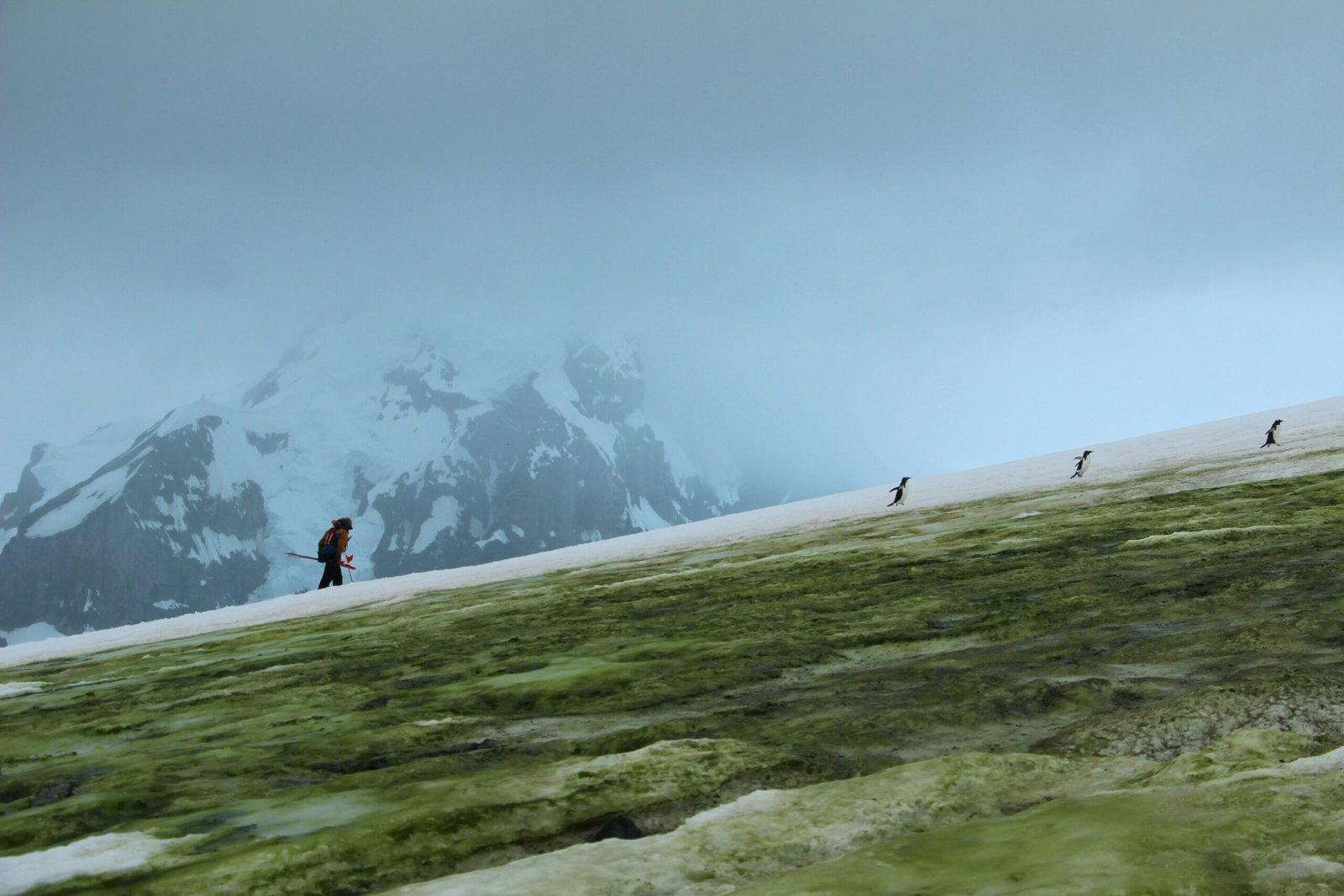 First map of vegetation across Antarctica reveals a battle for the ...