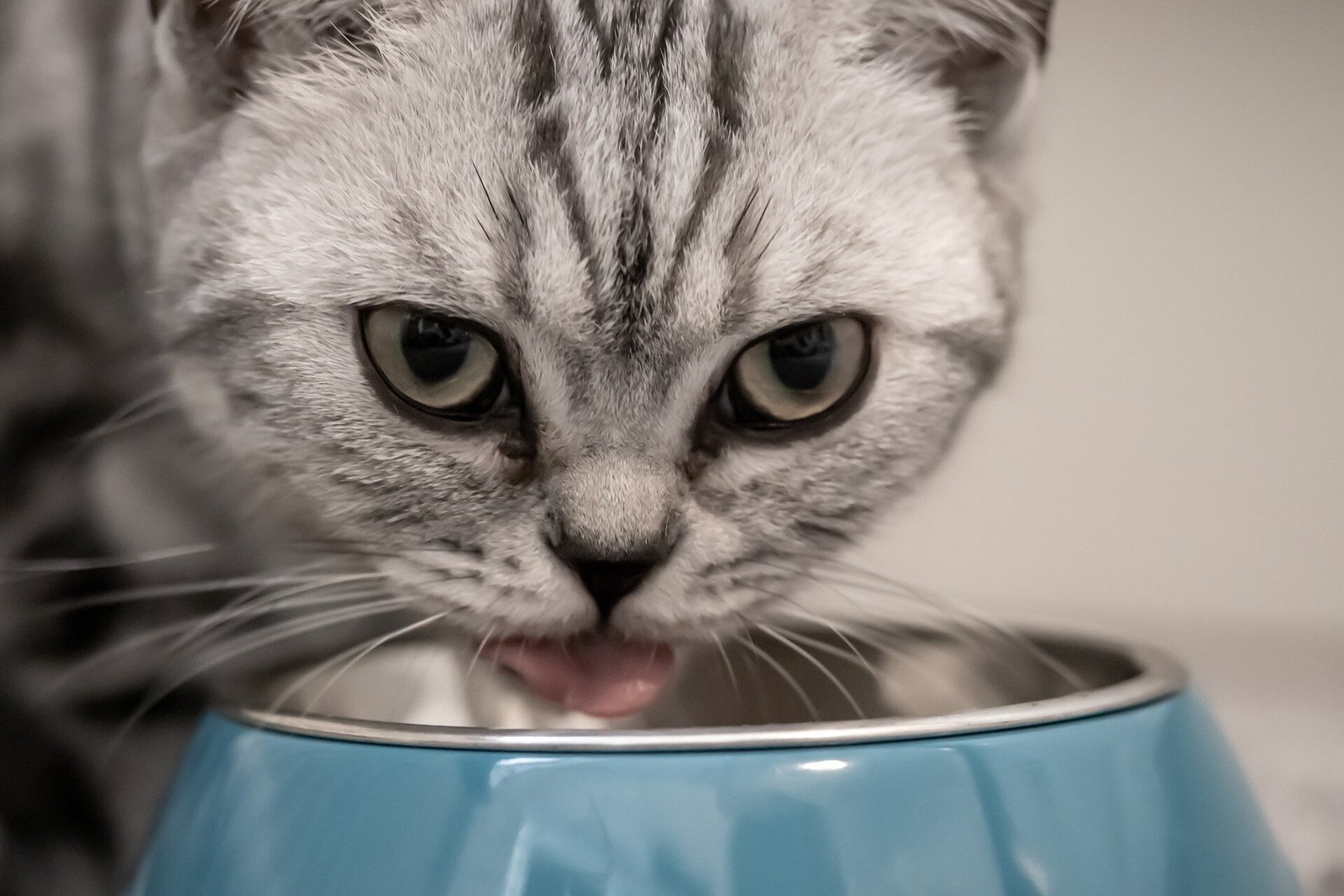 Improving cat food flavors with the help of feline taste-testers - May 2024