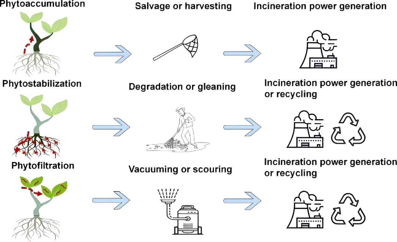 Plants on the frontline against microplastics - May 2024