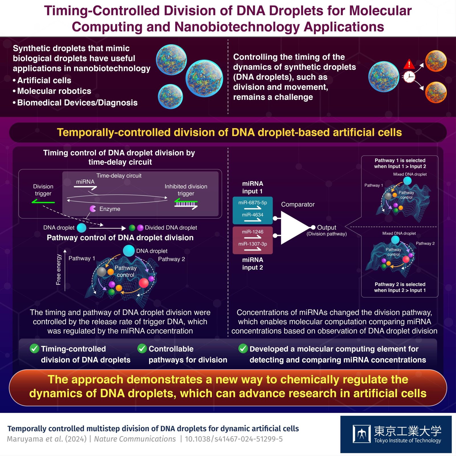 Scientists develop method to control timing of synthetic DNA droplet ...