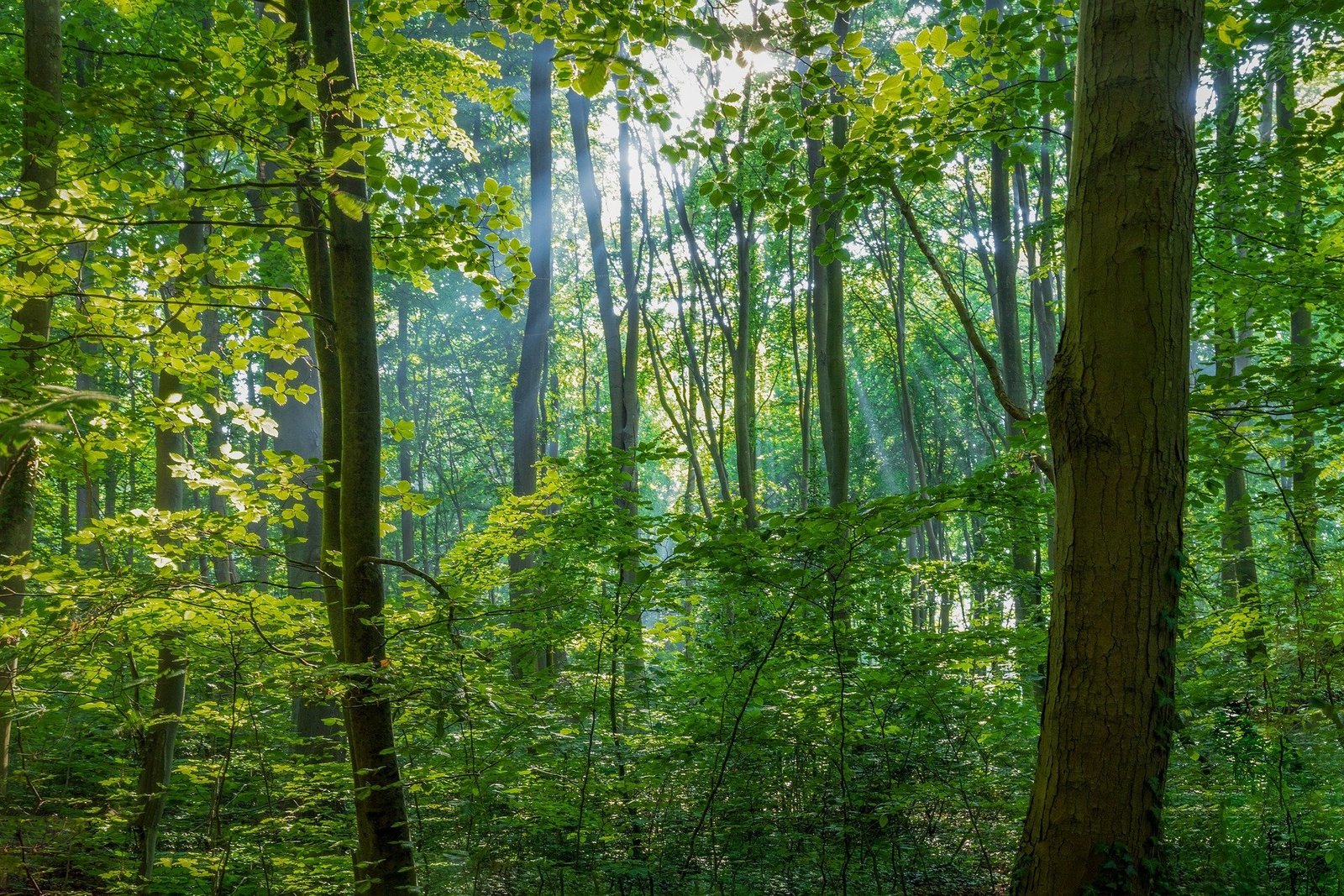 Five surprising ways that trees help prevent flooding - April 2024