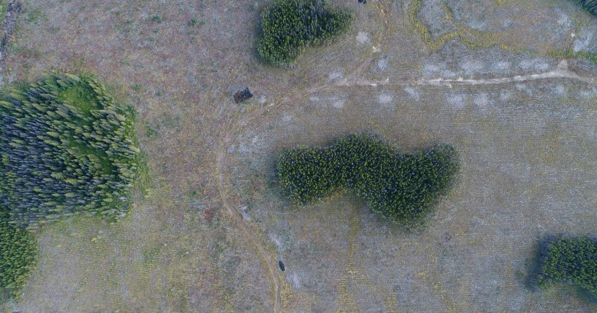 Four Things NRDC is Doing to Stop Big Bad Biomass on International Day ...
