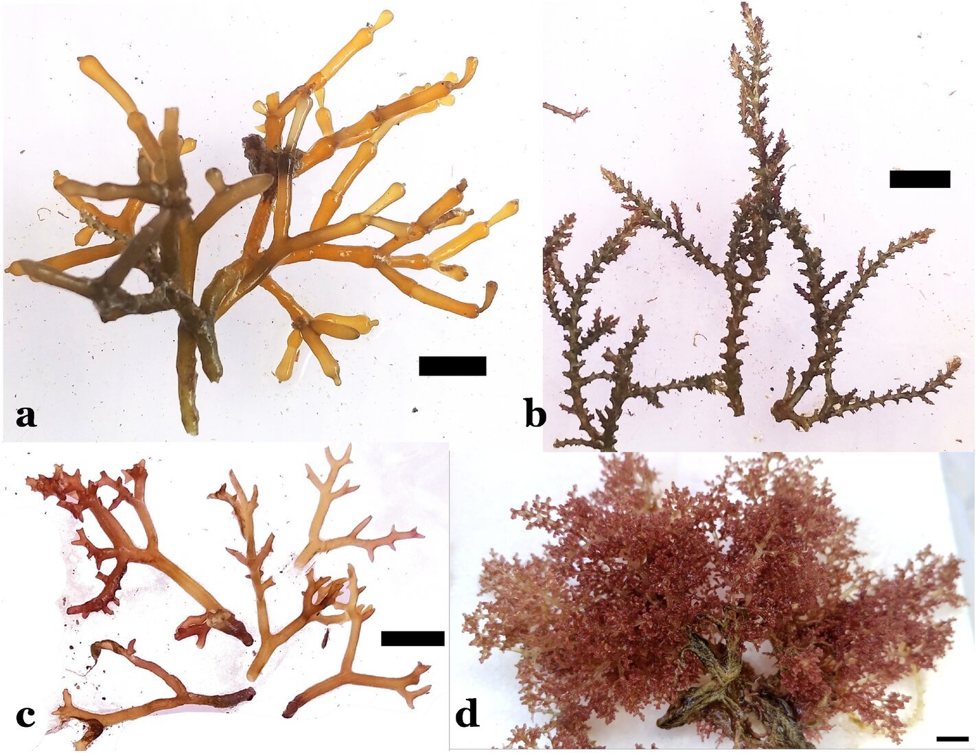 Invasive seaweed may better adapt to changes than native species in ...