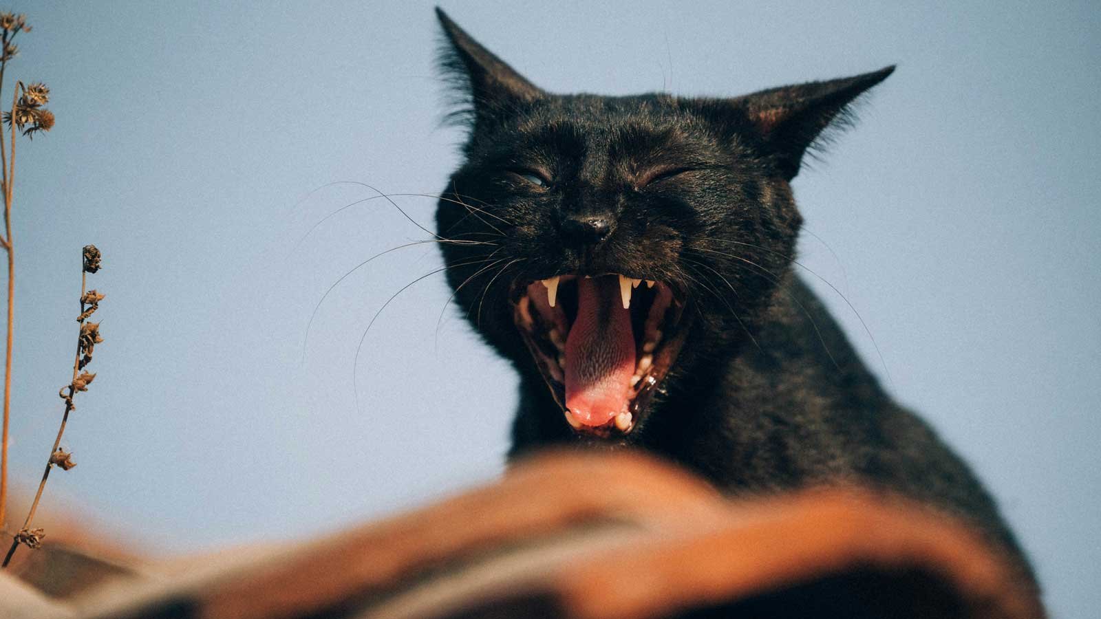 ‘Is my cat contributing to climate change?’ » Yale Climate Connections ...