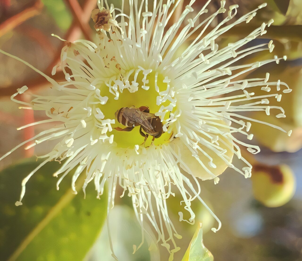 Marri trees are a lifeline for many native bee species in a ...