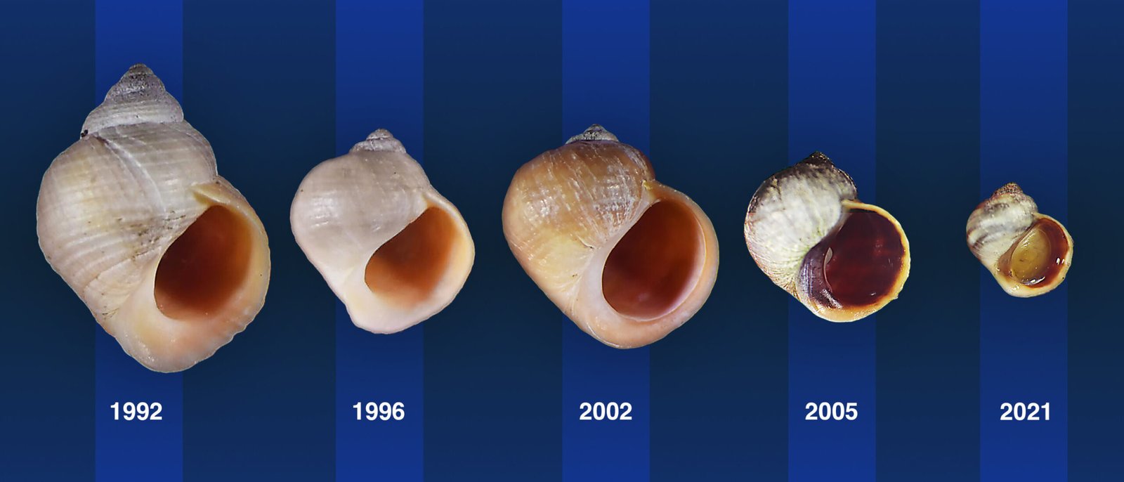 Scientists predict—and witness—evolution in a 30-year marine snail ...