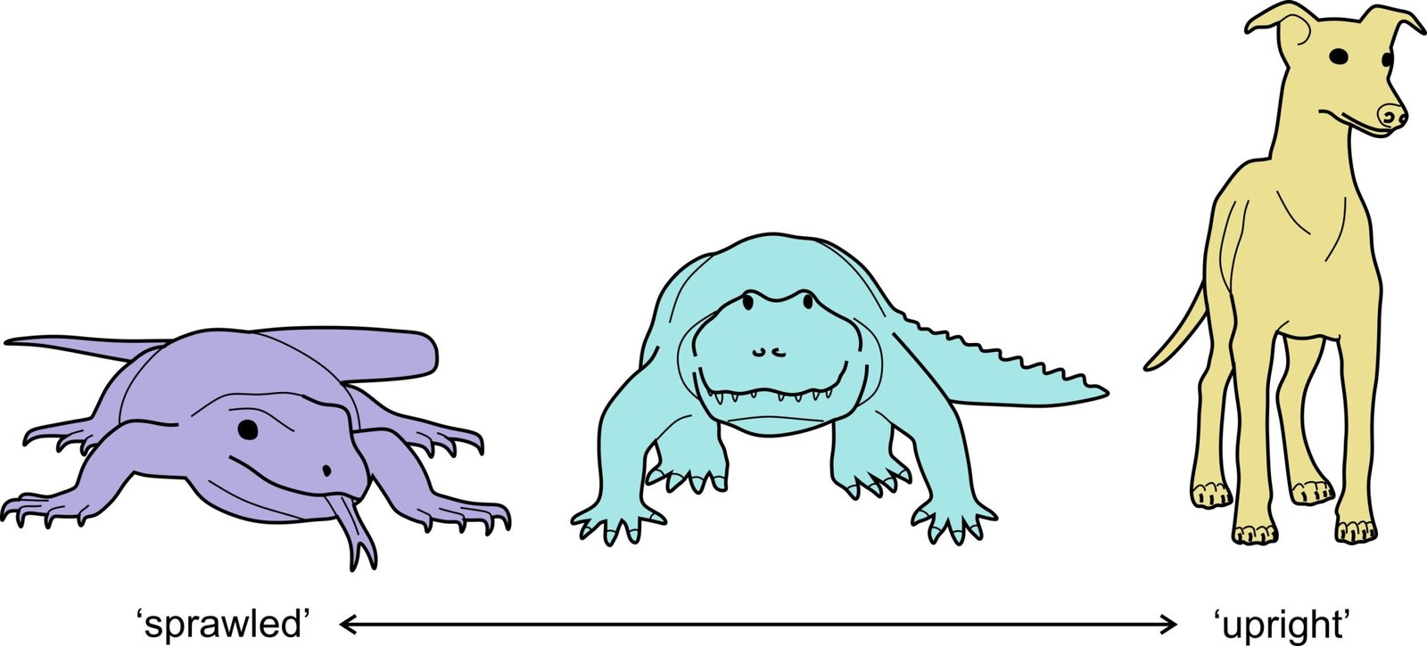 Study reveals the twists and turns of mammal evolution from a sprawling ...