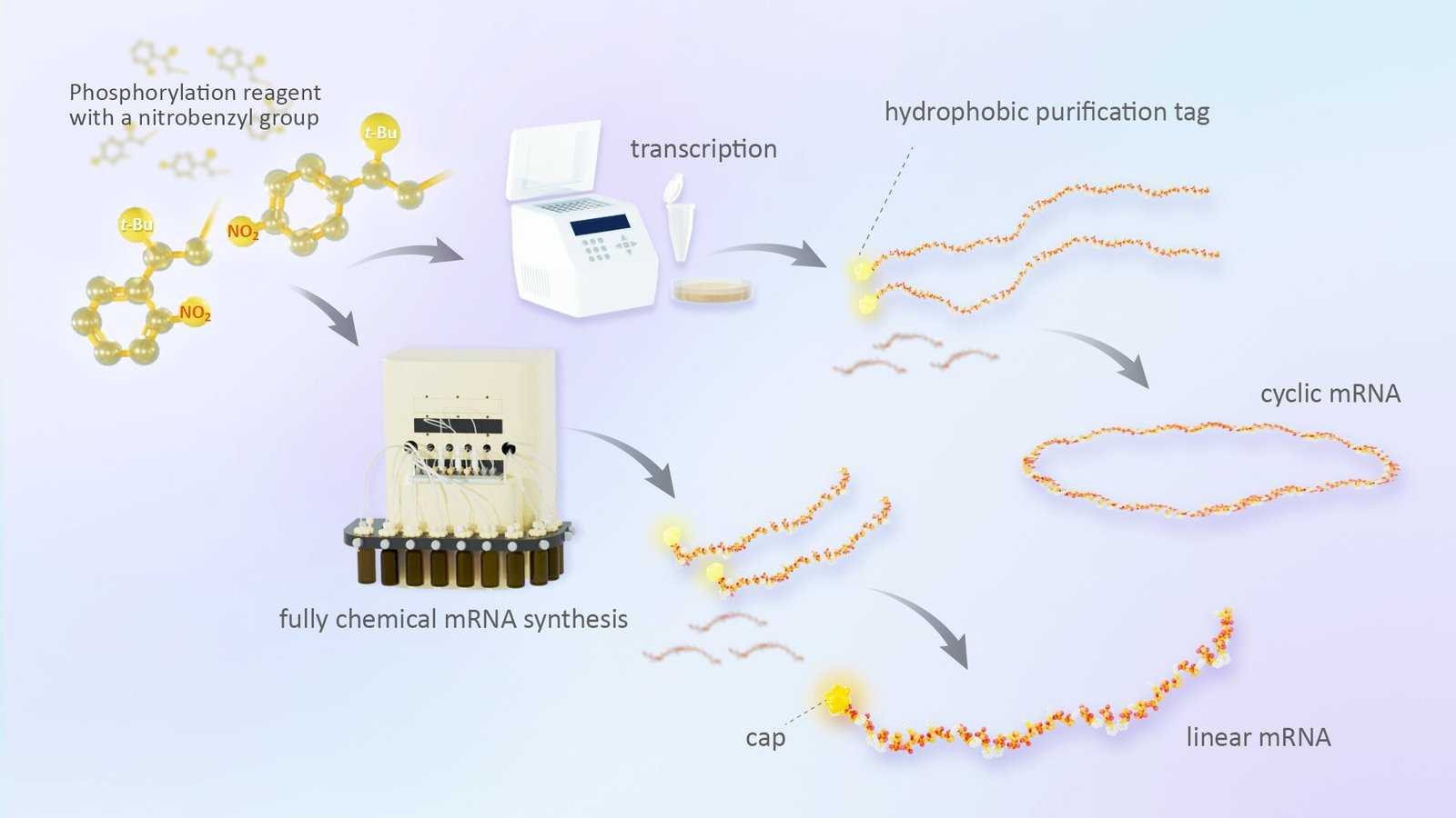 mRNA vaccines for disease outbreaks can be synthesized in less time ...
