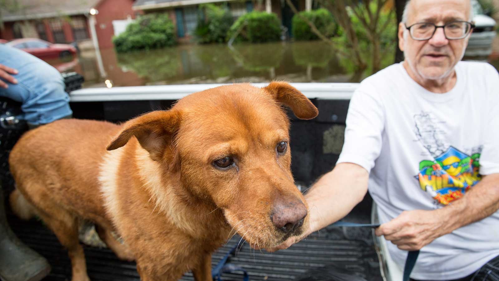 How to protect your pet from climate change » Yale Climate Connections ...