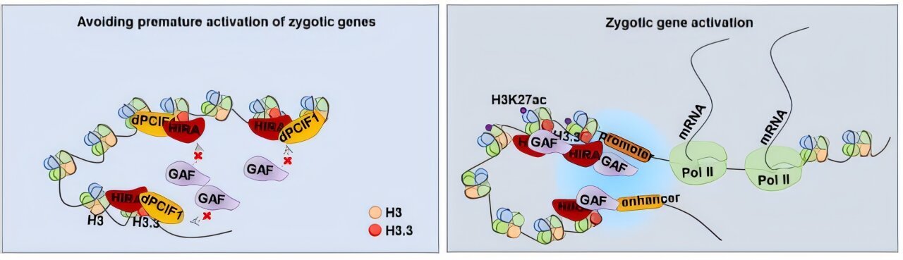 Researchers characterize regulating mechanism of orderly zygotic genome ...