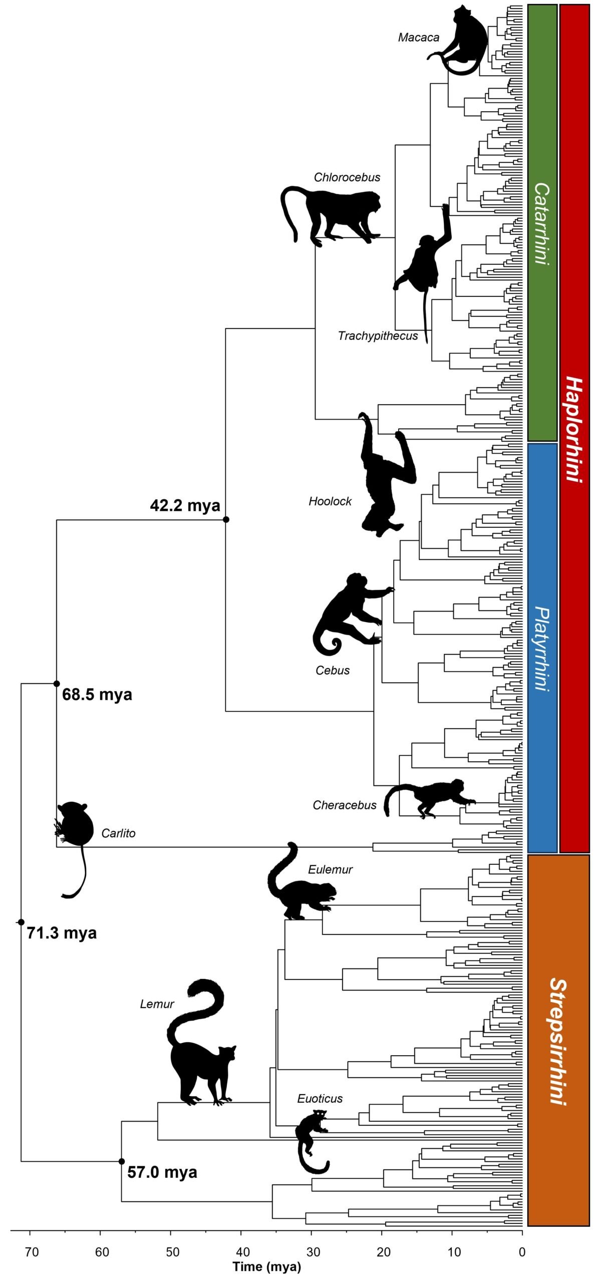 A new way to map the evolutionary history of life on Earth - October 2024