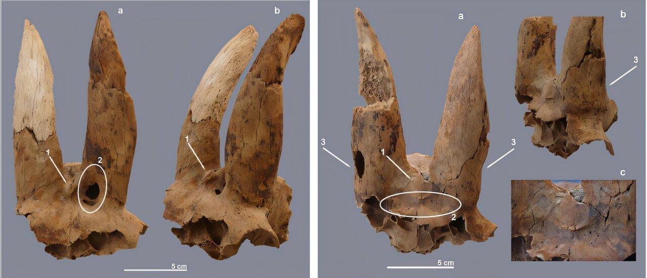 Archaeological study uncovers world’s oldest evidence of livestock horn ...