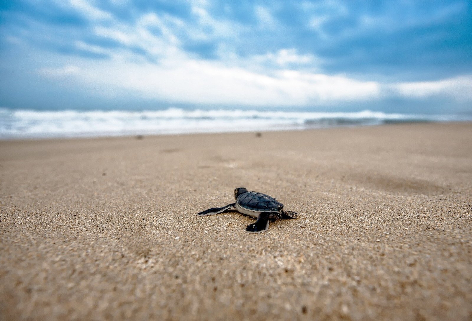 Florida sea turtle conservation success story faces a new threat - July ...