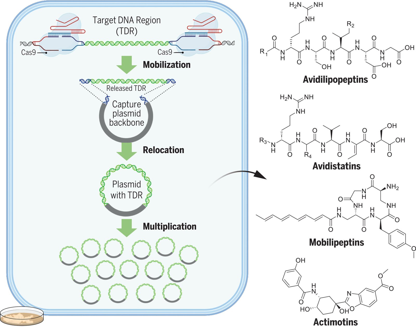 Genetic method leverages bacterial transfer mechanism to produce new ...