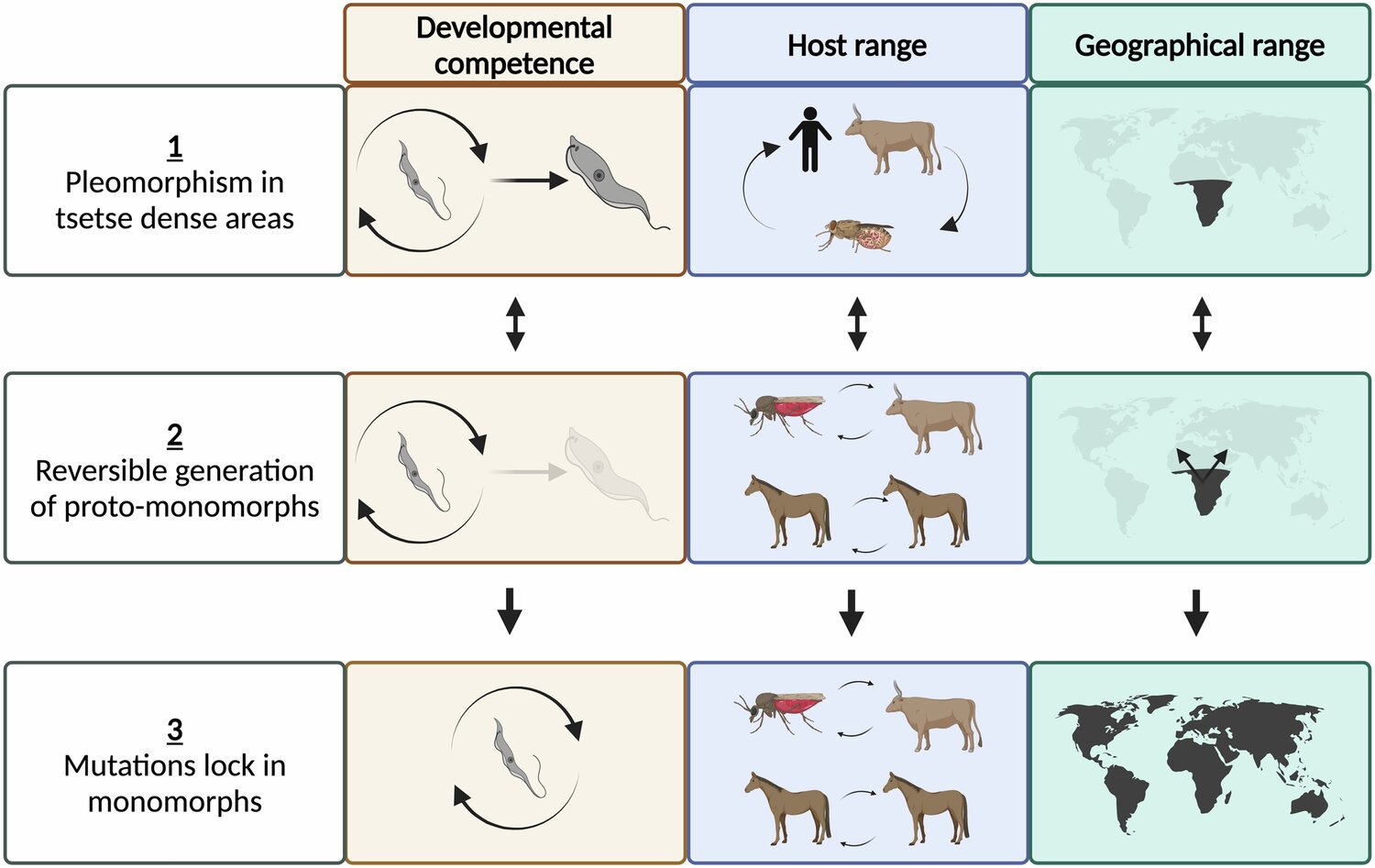 Genetic mutations in parasites may lead to global spread of sleeping ...