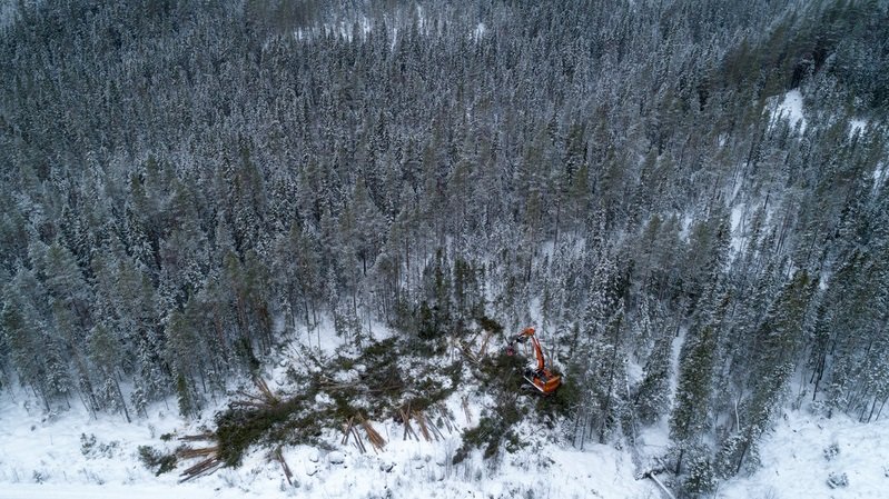 Global North countries must step up on protecting their own forests ...