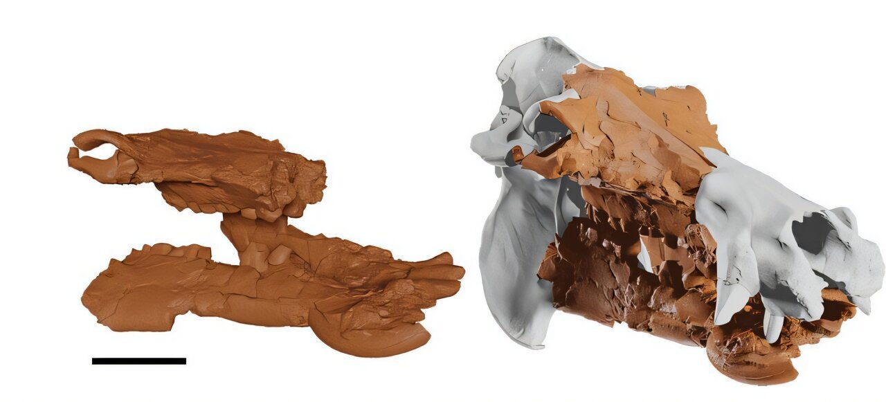 New study reconstructs the skull of ancient Cretan hippo - May 2024