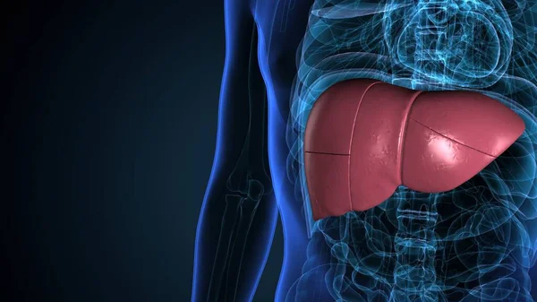 Rezdiffra: The First FDA-Approved Drug for Fatty Liver Disease ...