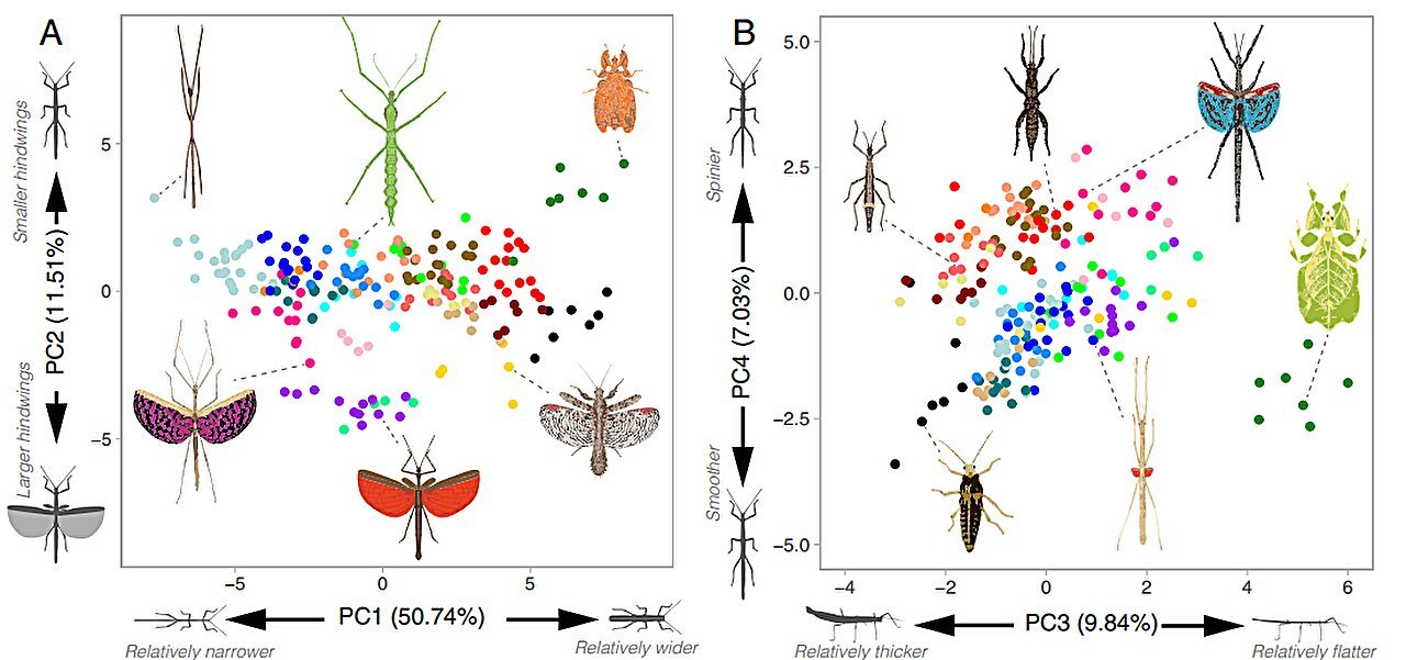 stick and leaf insects share 20 body features - May 2024