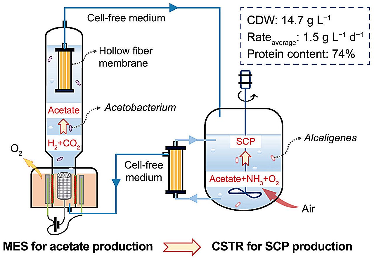 Dual-reactor system converts CO₂ to consumable single-cell protein ...