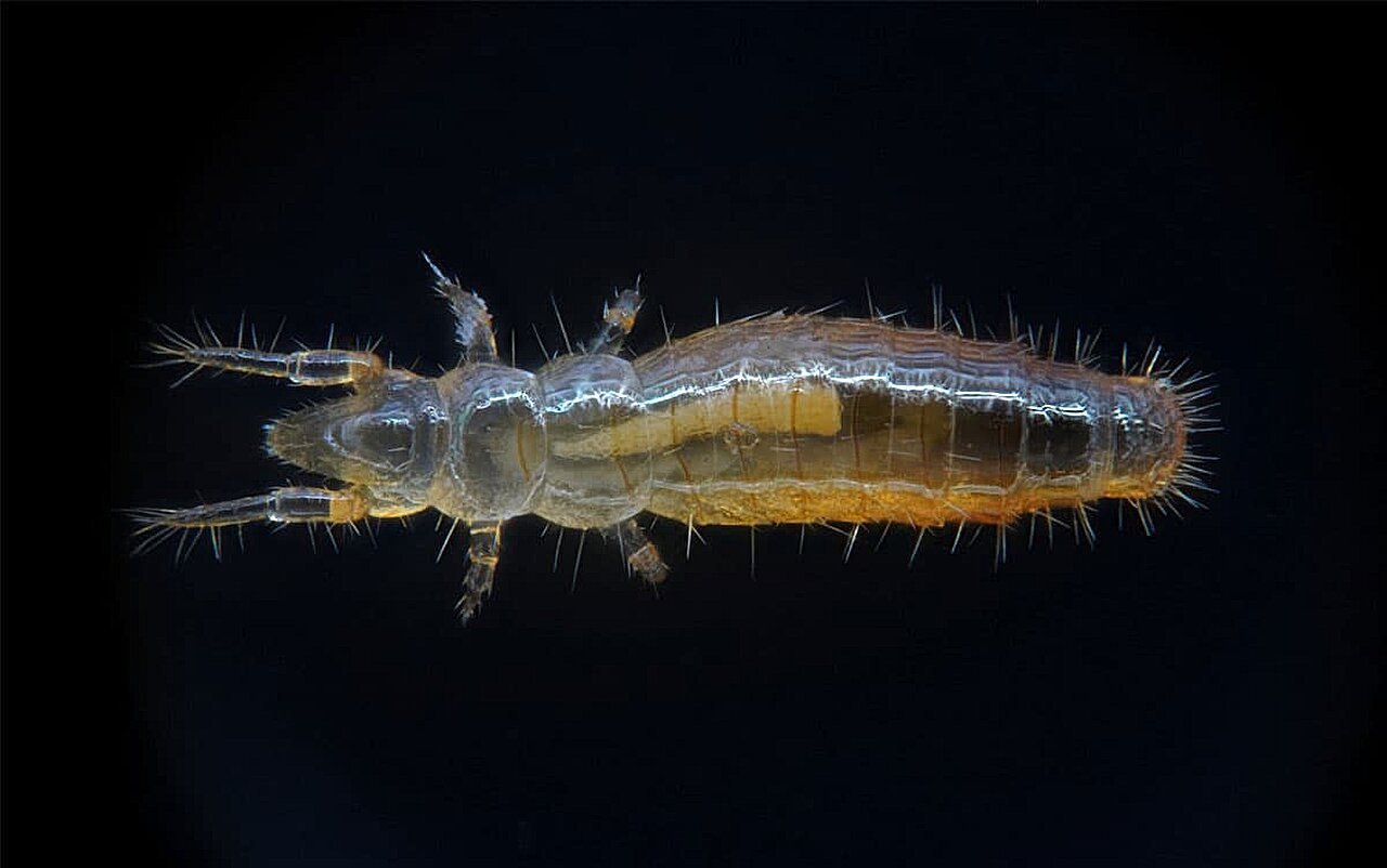 Analysis finds flaw in ‘Protura-sister’ hypothesis: Reassessing early ...