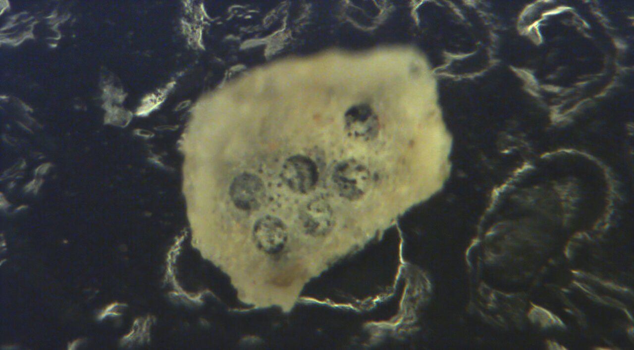 Ancient marine organism’s dual-layer structure reveals both past and ...