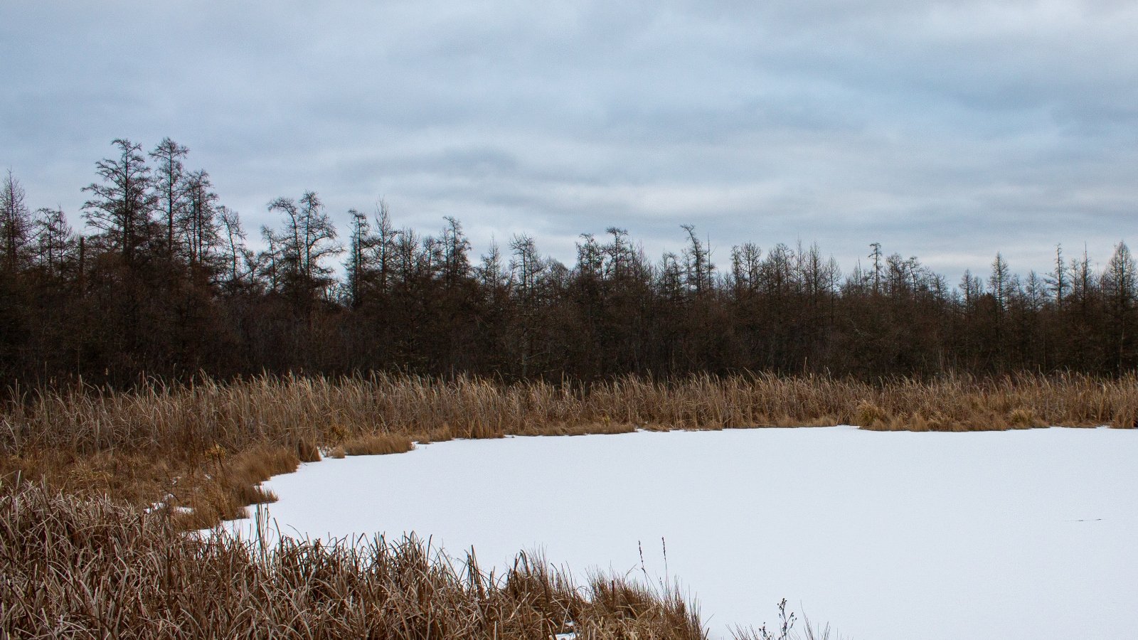 Bogs hold a key to climate solutions through carbon sequestration, but ...