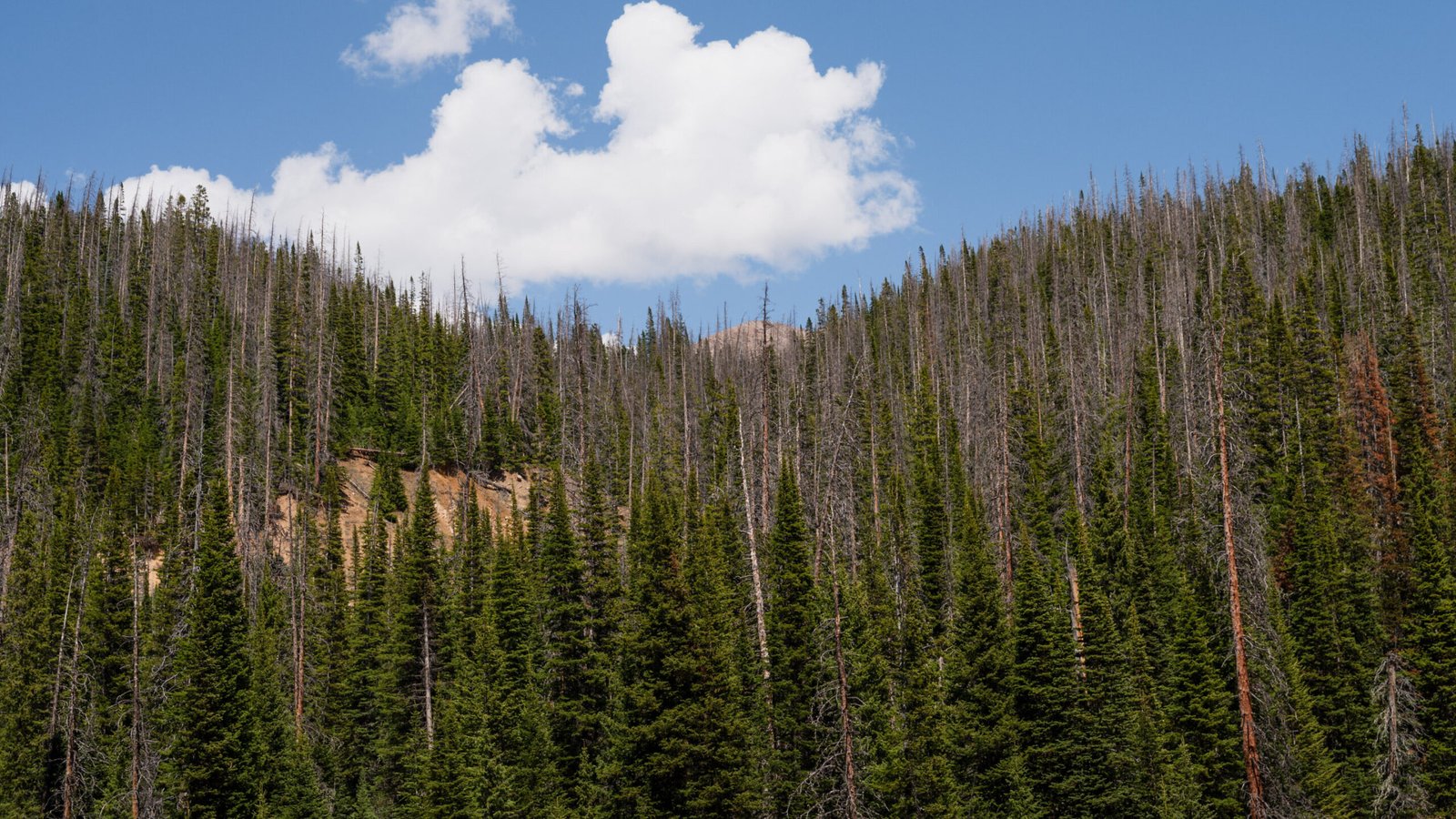 Colorado forests are releasing more carbon than they capture each year ...