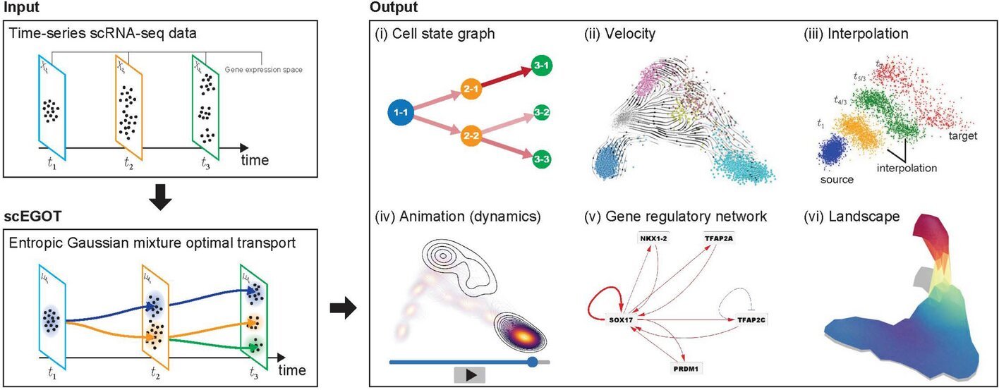 Computational tool maps cell differentiation with precision and ...