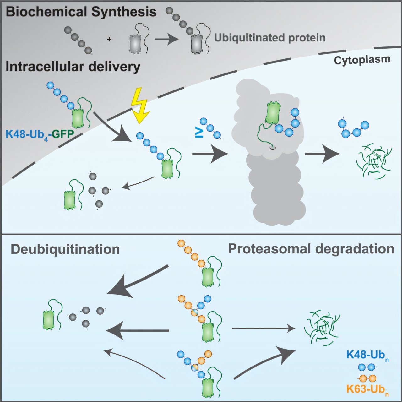 Cracking the ubiquitin code of protein degradation - June 2025