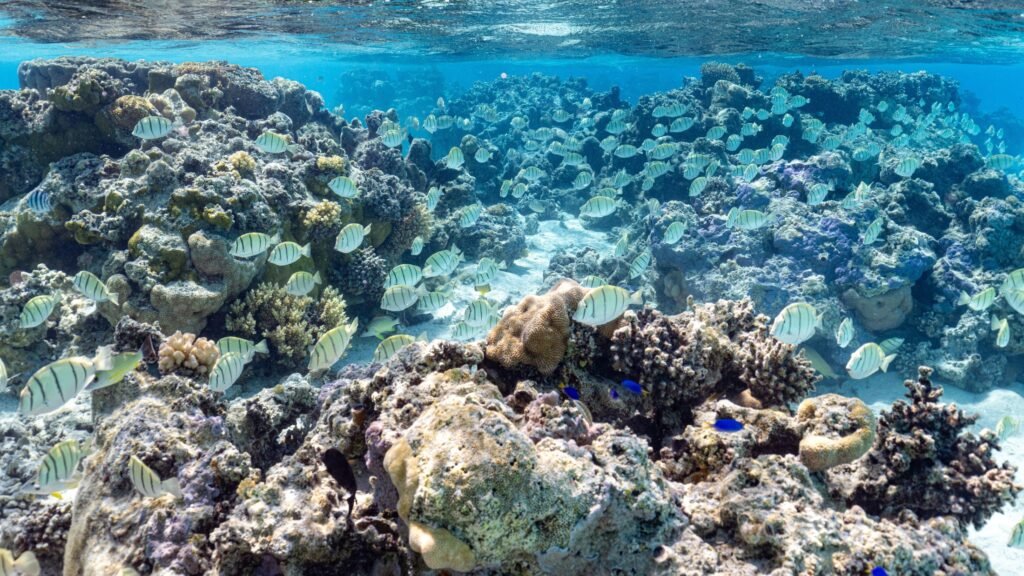 How Fish Biomass Supports Thriving Coral Reefs and Sustainable ...