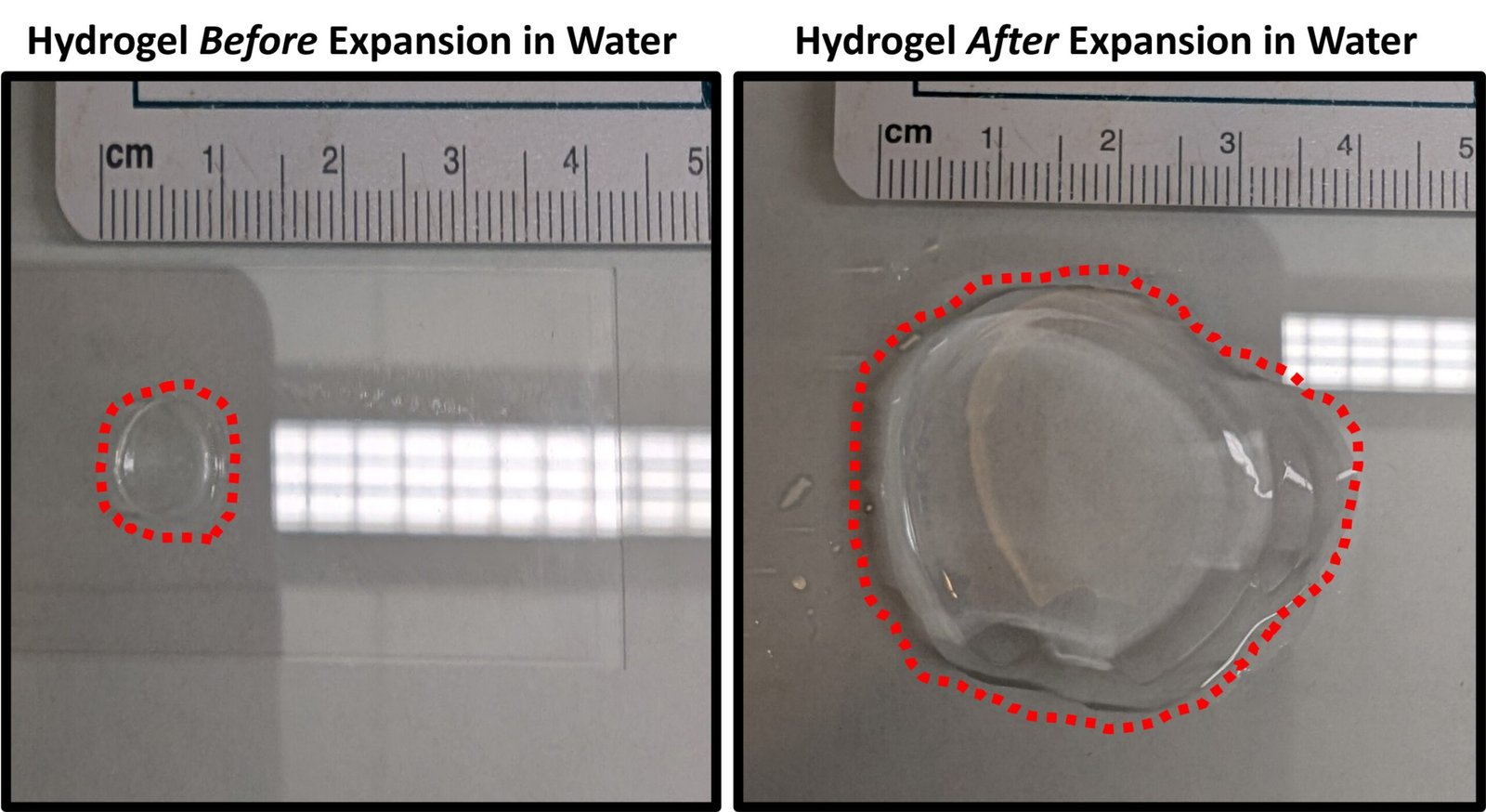 New technique expands plant cells for better microscopic imaging - May 2025