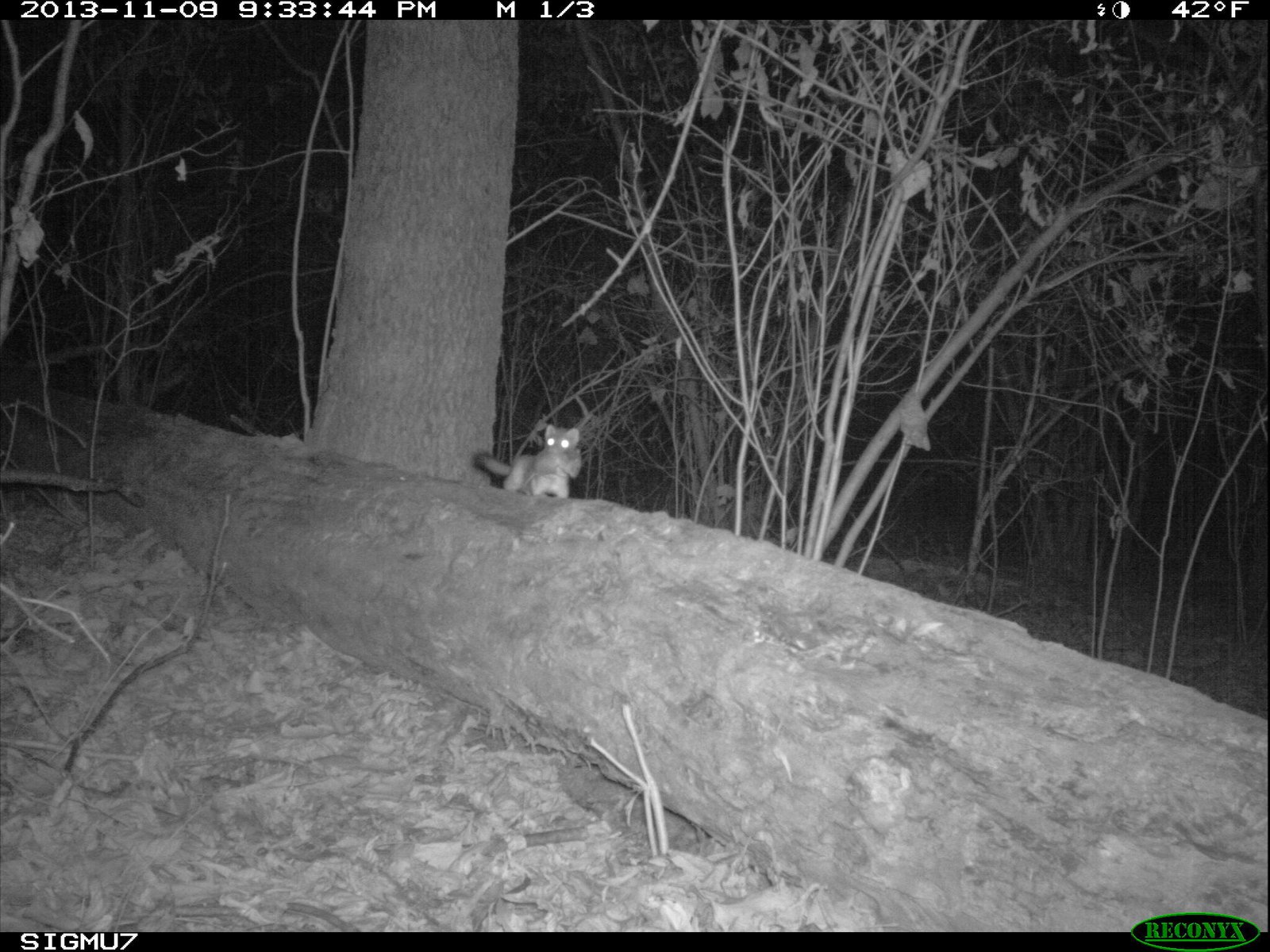 Sneaky weasels caught on camera with surprising bait choice - May 2025