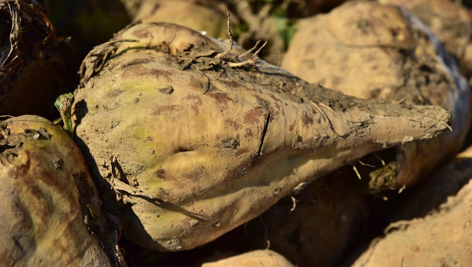 Sugar beet pulp fibers show potential for nutritional supplements and ...