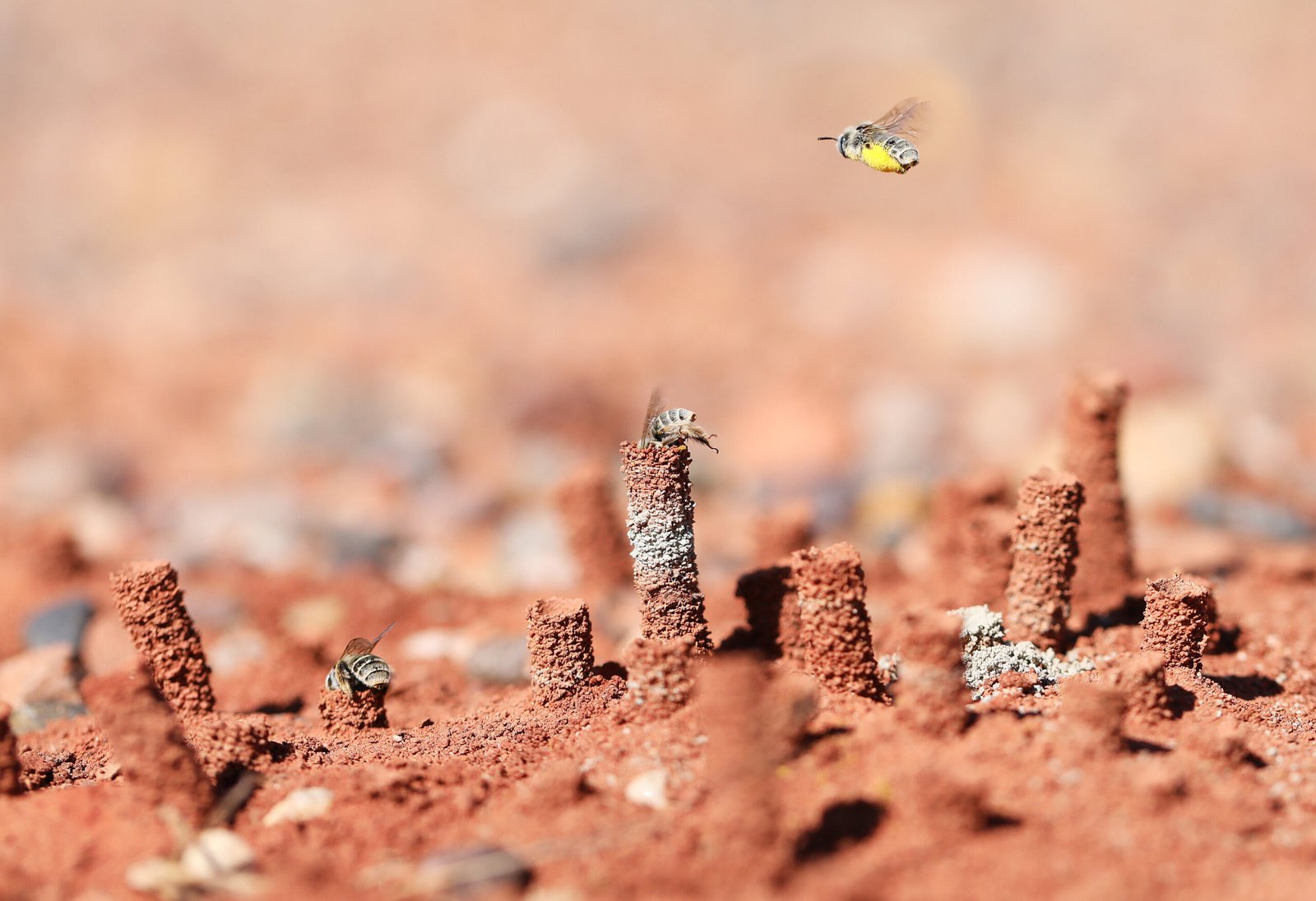 Utah ecologists confirm that the ‘Beehive State’ lives up to its name ...