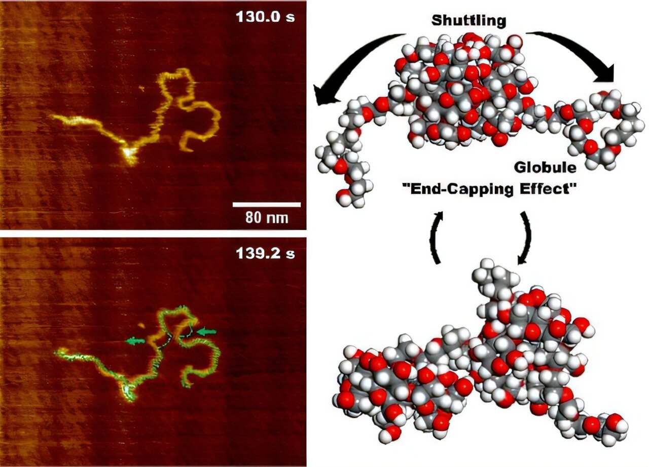 Visualizing α-cyclodextrin movement along polymer chains - January 2025