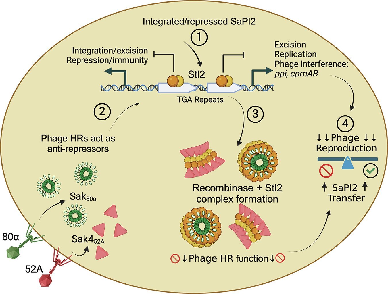 Bacteria’s viral defense mechanism linked to antibiotic resistance ...