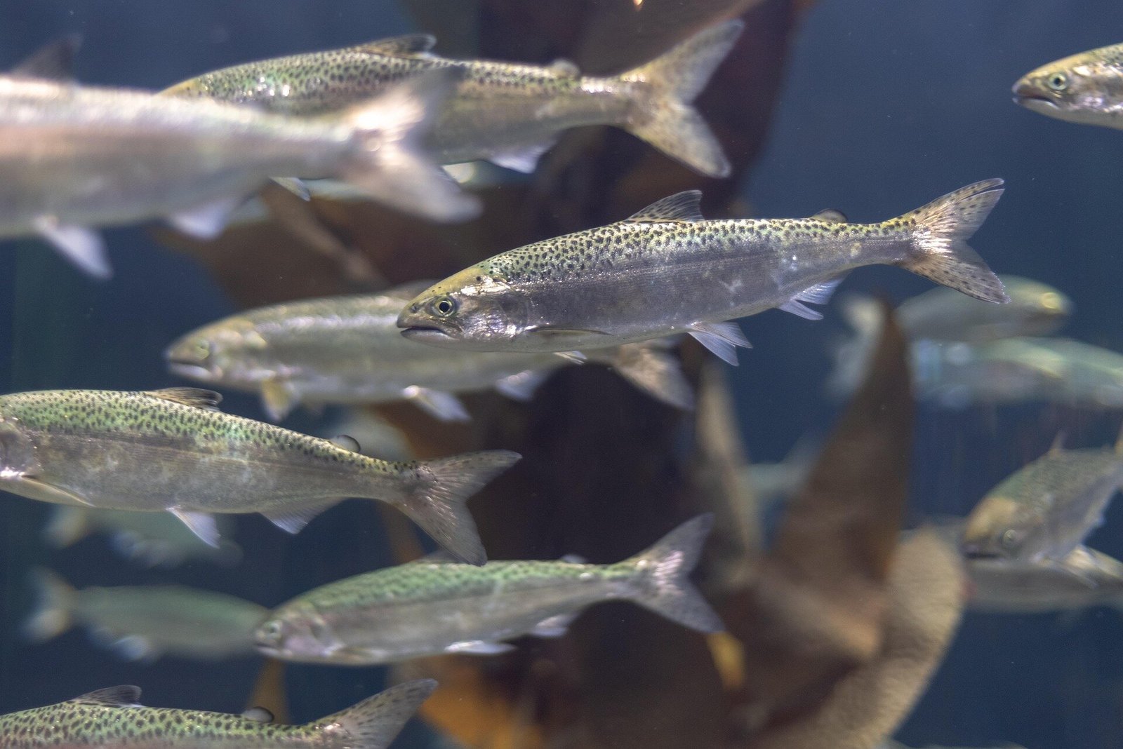 Drug pollution in water is making salmon take more risks - March 2025