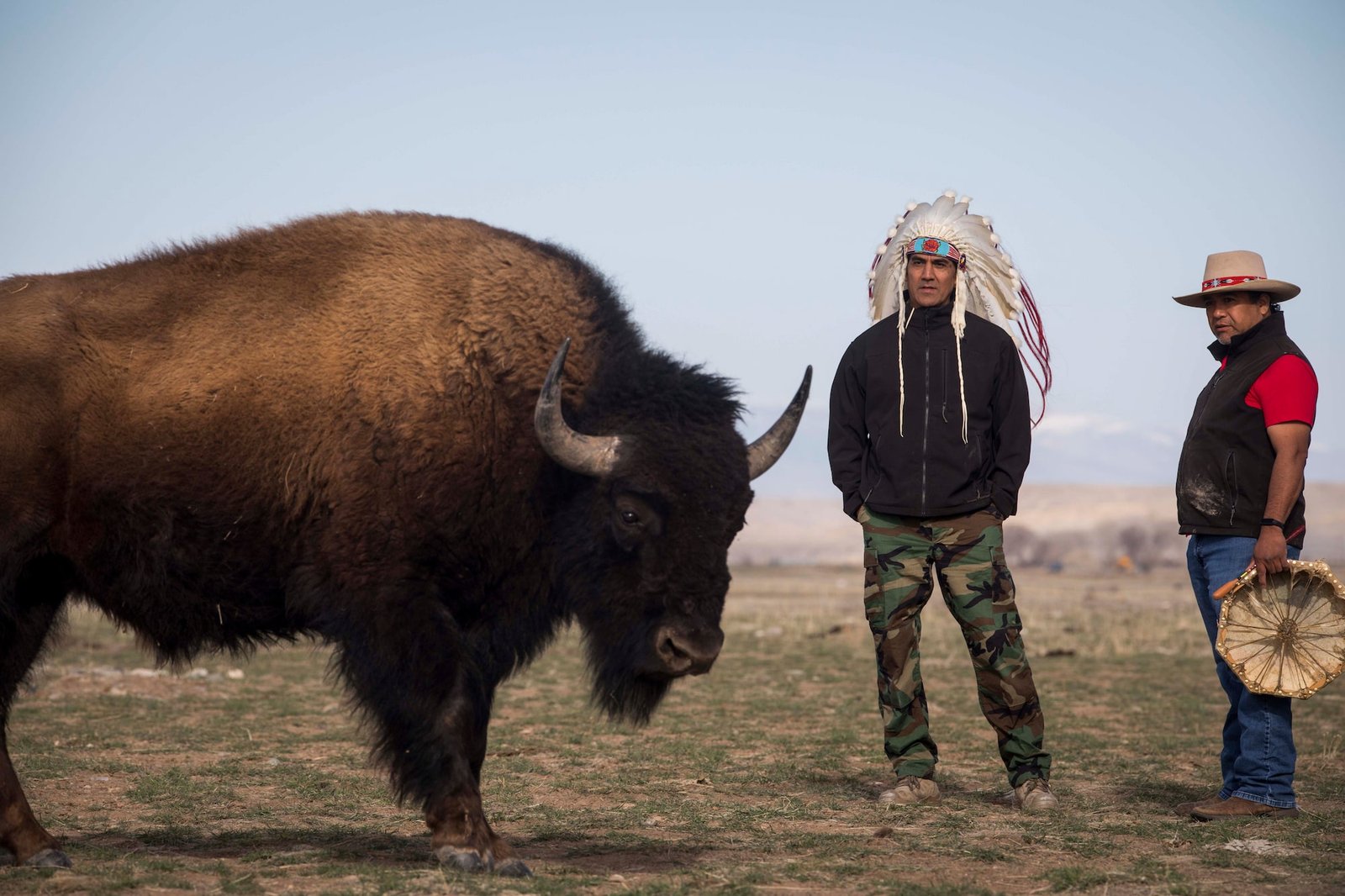 Eastern Shoshone classify bison as wildlife, not livestock. - May 2025