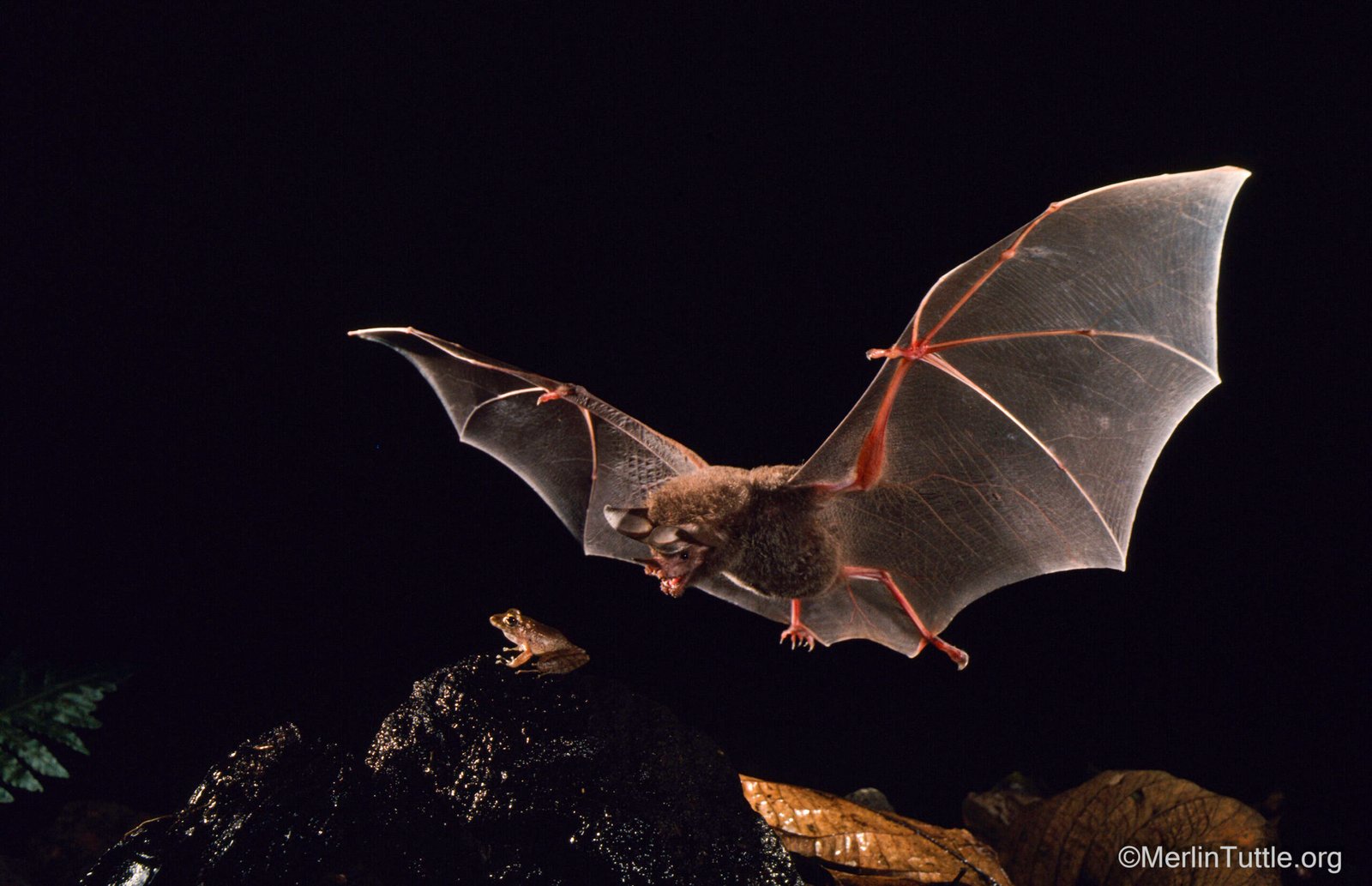 Scientists reveal how bats learn to identify which prey is safe to eat ...