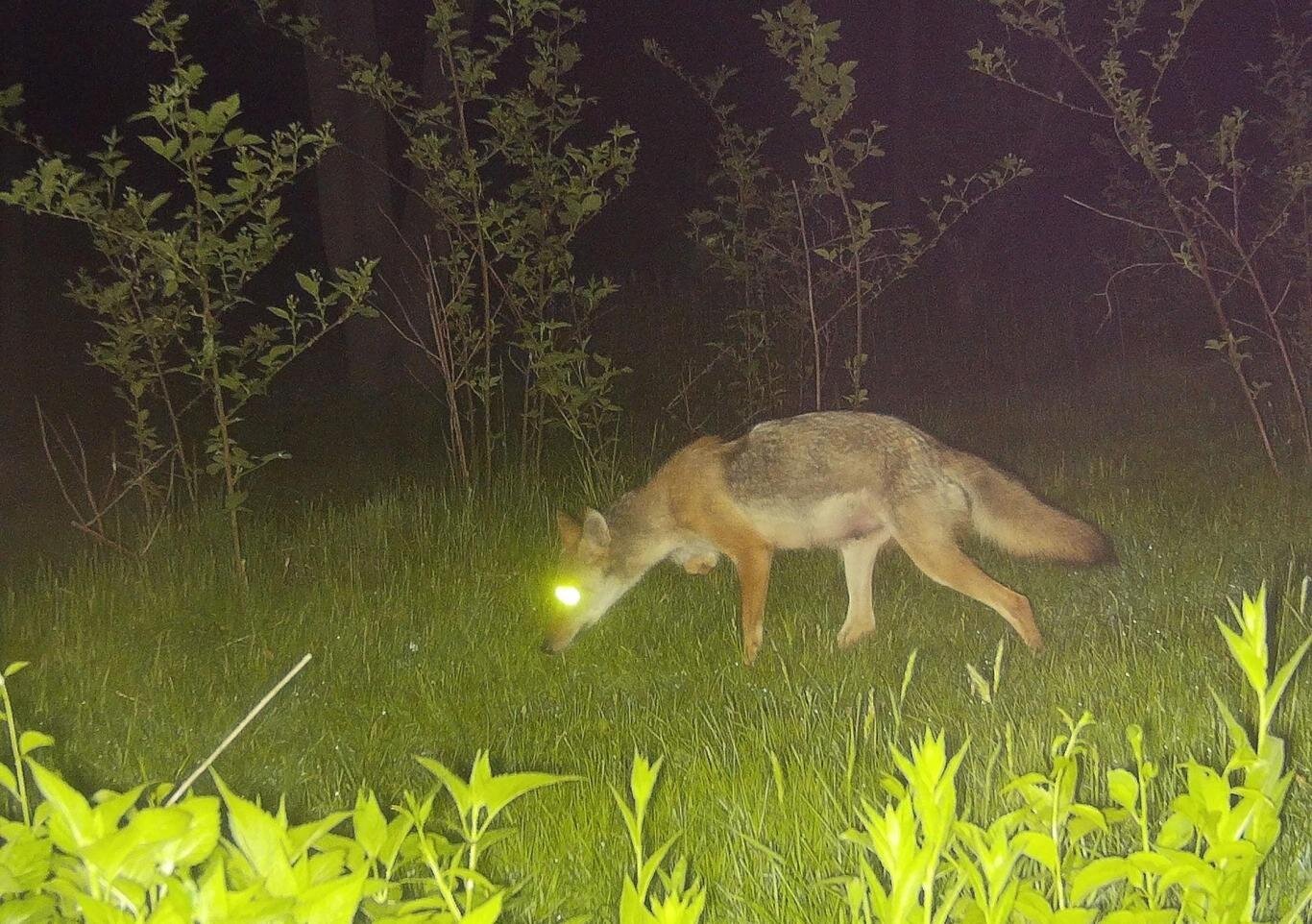 Wildlife cameras provide an unfiltered view of the natural world - May 2025