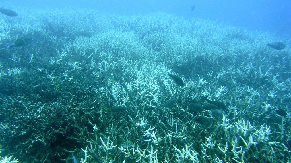 A 2024 heat wave decimated corals in Australia’s Great Barrier Reef ...