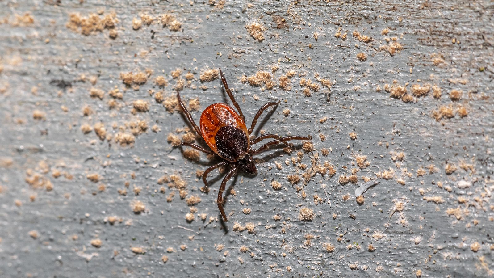 A malaria-like disease spread by ticks moves into Delaware, Maryland ...
