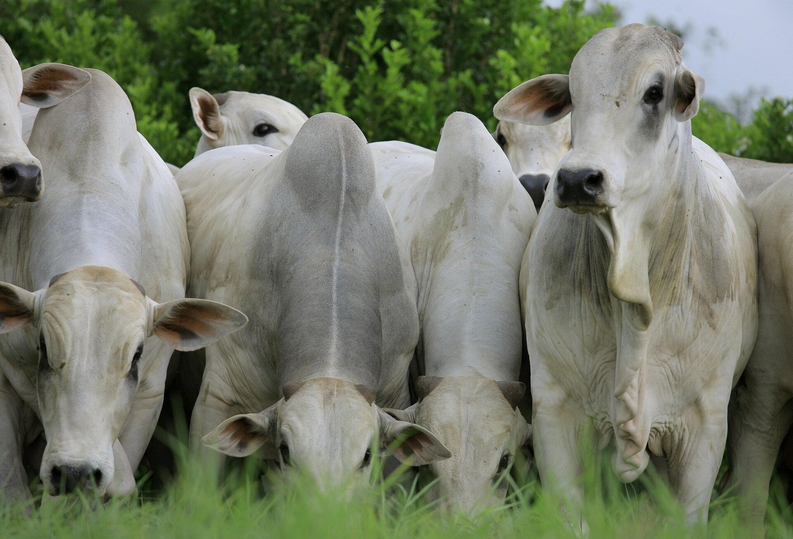 Beef production emits more than twice the greenhouse gas targets ...