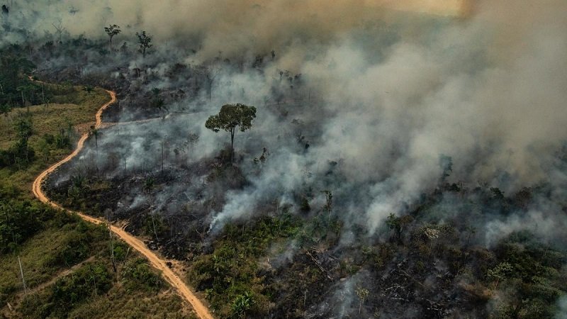 Brazil’s funding plan can help bring rainforests back - May 2025