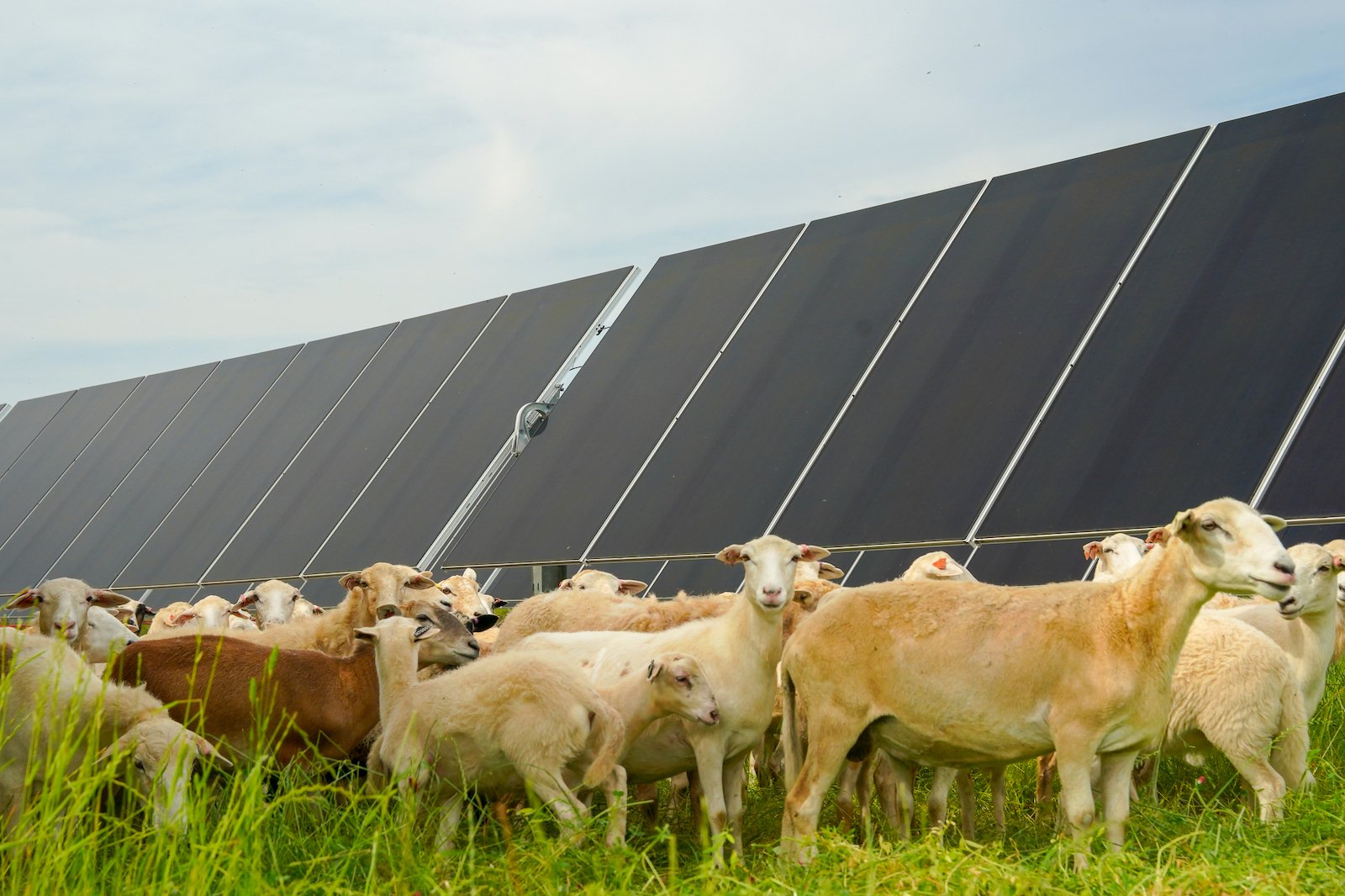 In Georgia, sheep and solar panels coexist - May 2025